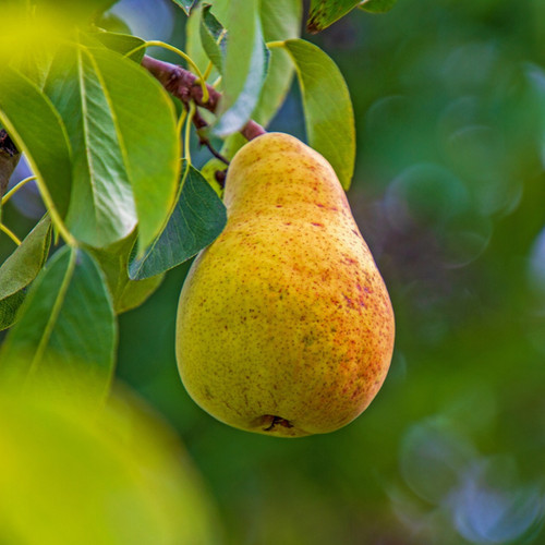 Lincoln Pear Scion | Mad Cat Farm