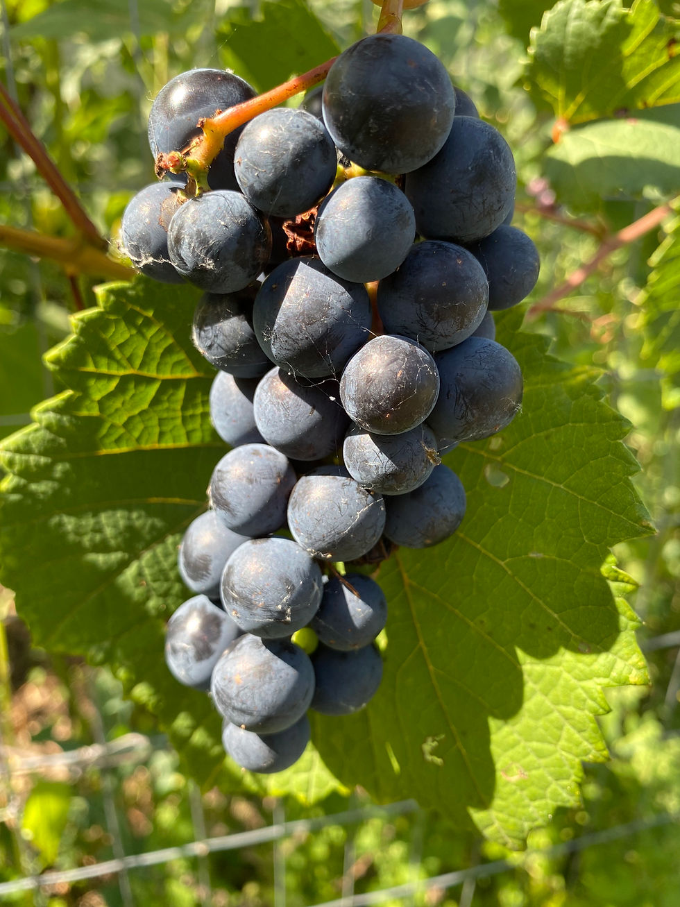 T.V. Munson Grape Cuttings For Sale | Mad Cat Farm