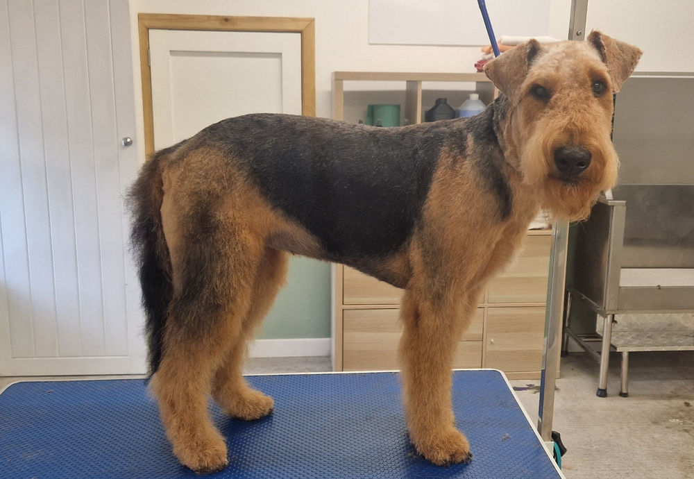 Pippin the Airdale Terrier