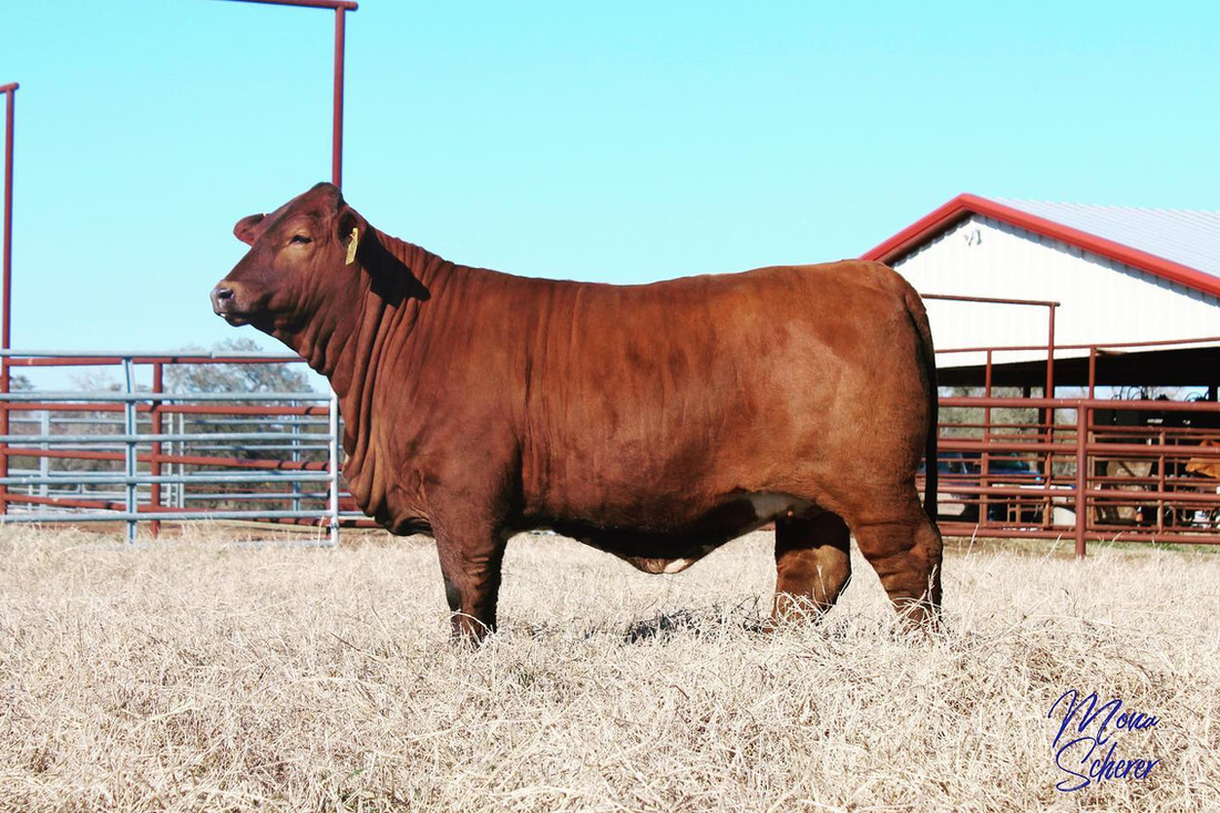 GALLERY | Collier Farms