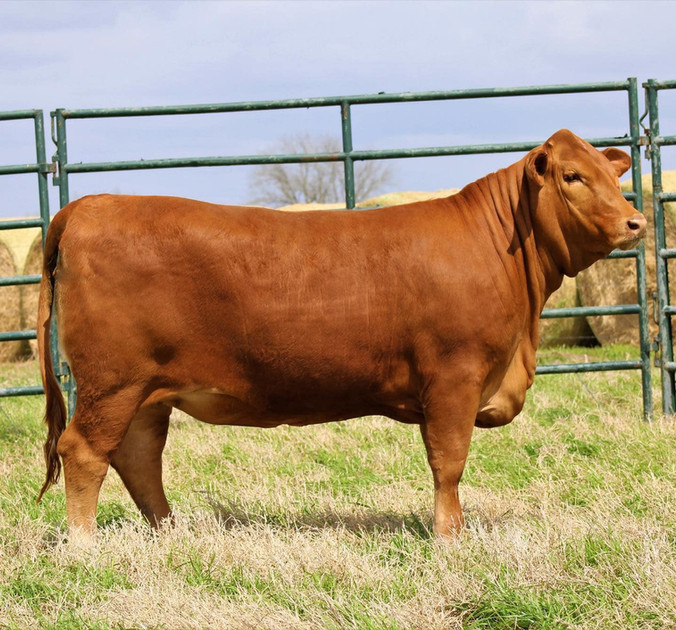 HOME | Collier Farms