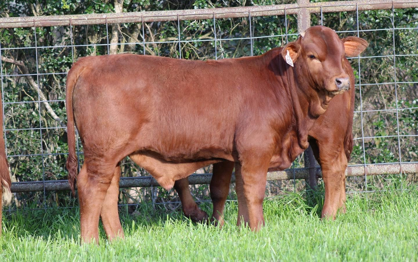 HOME | Collier Farms