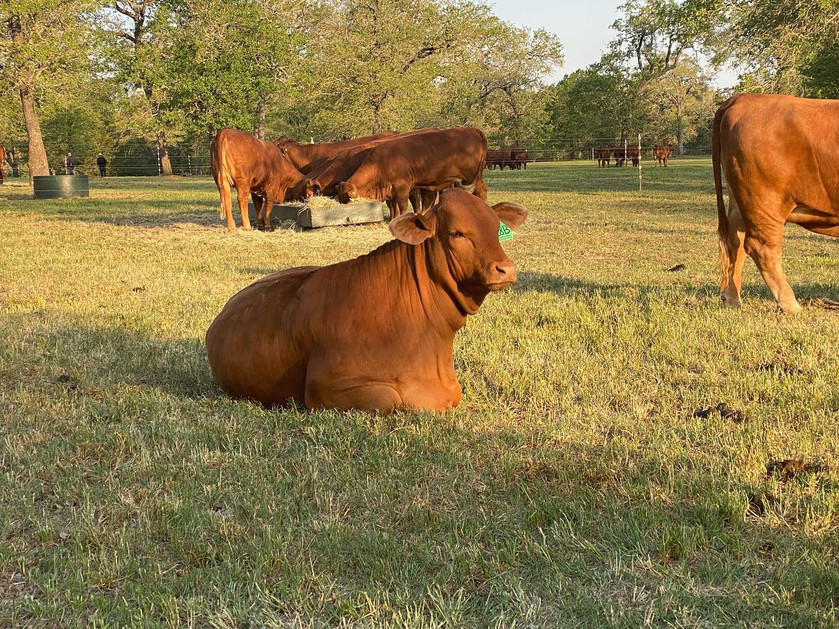 HOME | Collier Farms