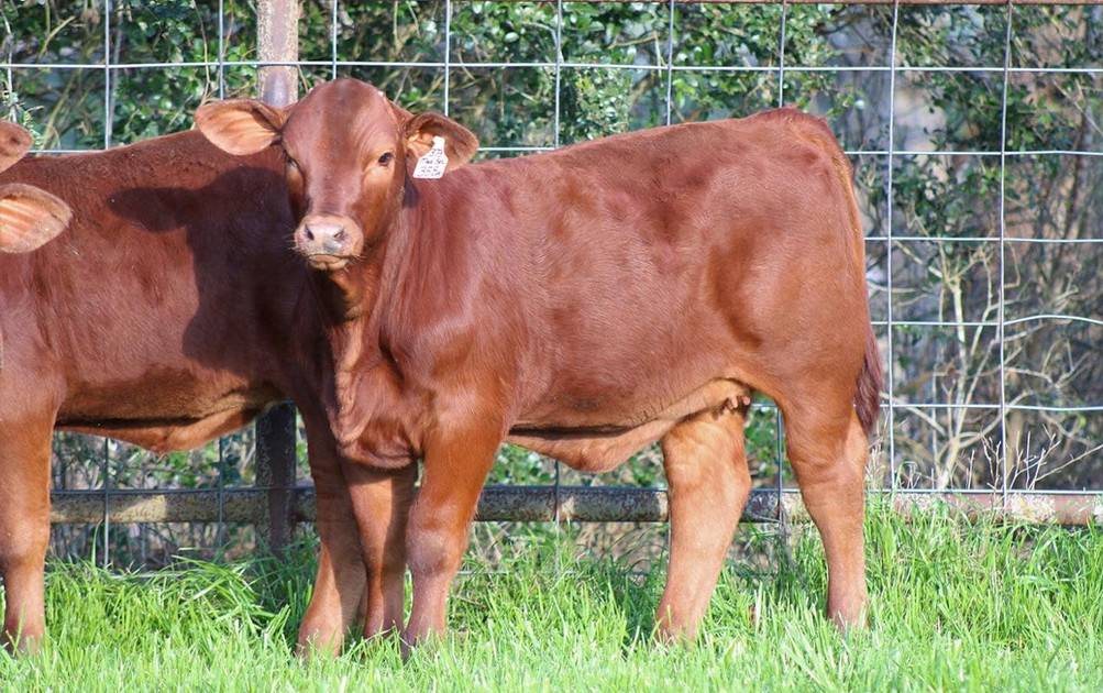 HOME | Collier Farms