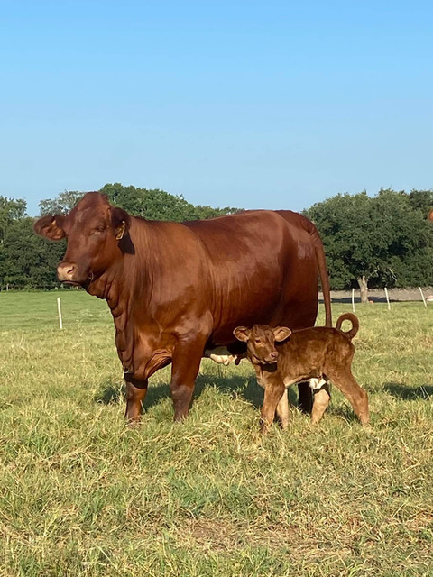 HOME | Collier Farms