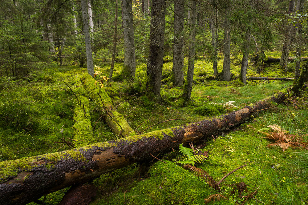 En riktig skog eller?