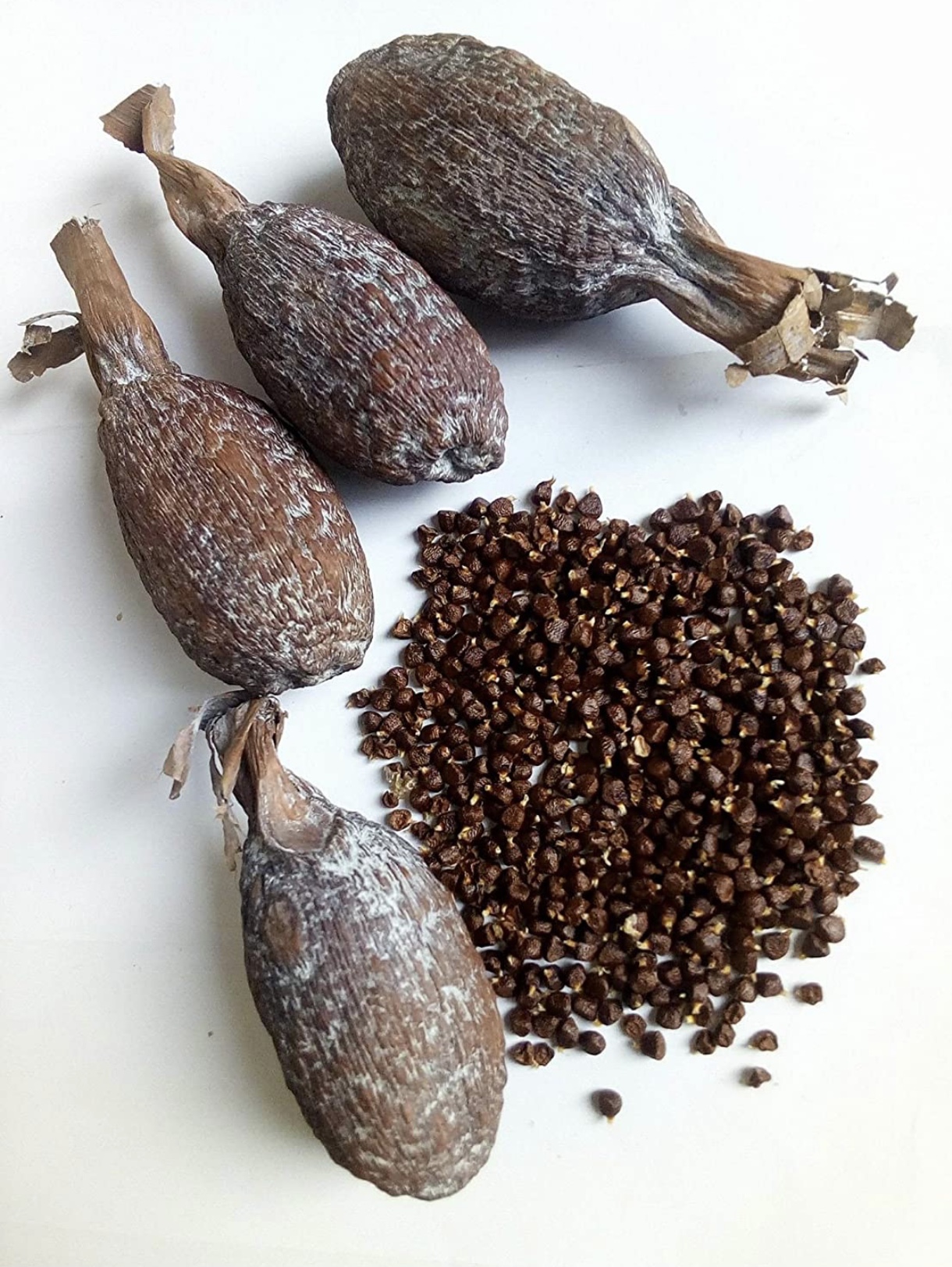 ATARE: ALLIGATOR PEPPER