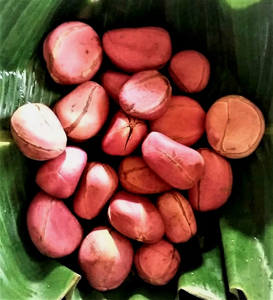 OBI ABATA (KOLA NUT)