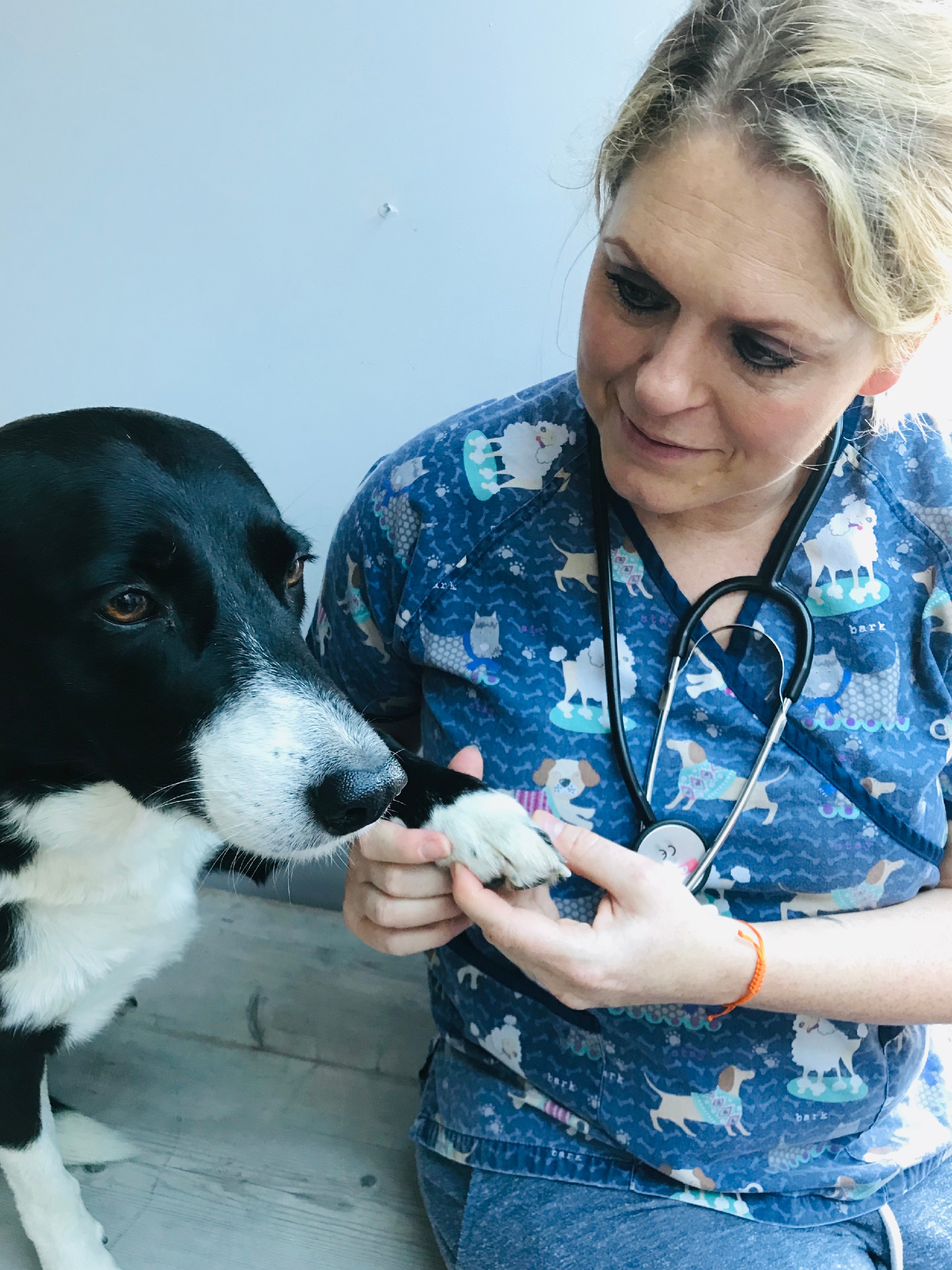 CANINE FIRST AID HEREFORD
