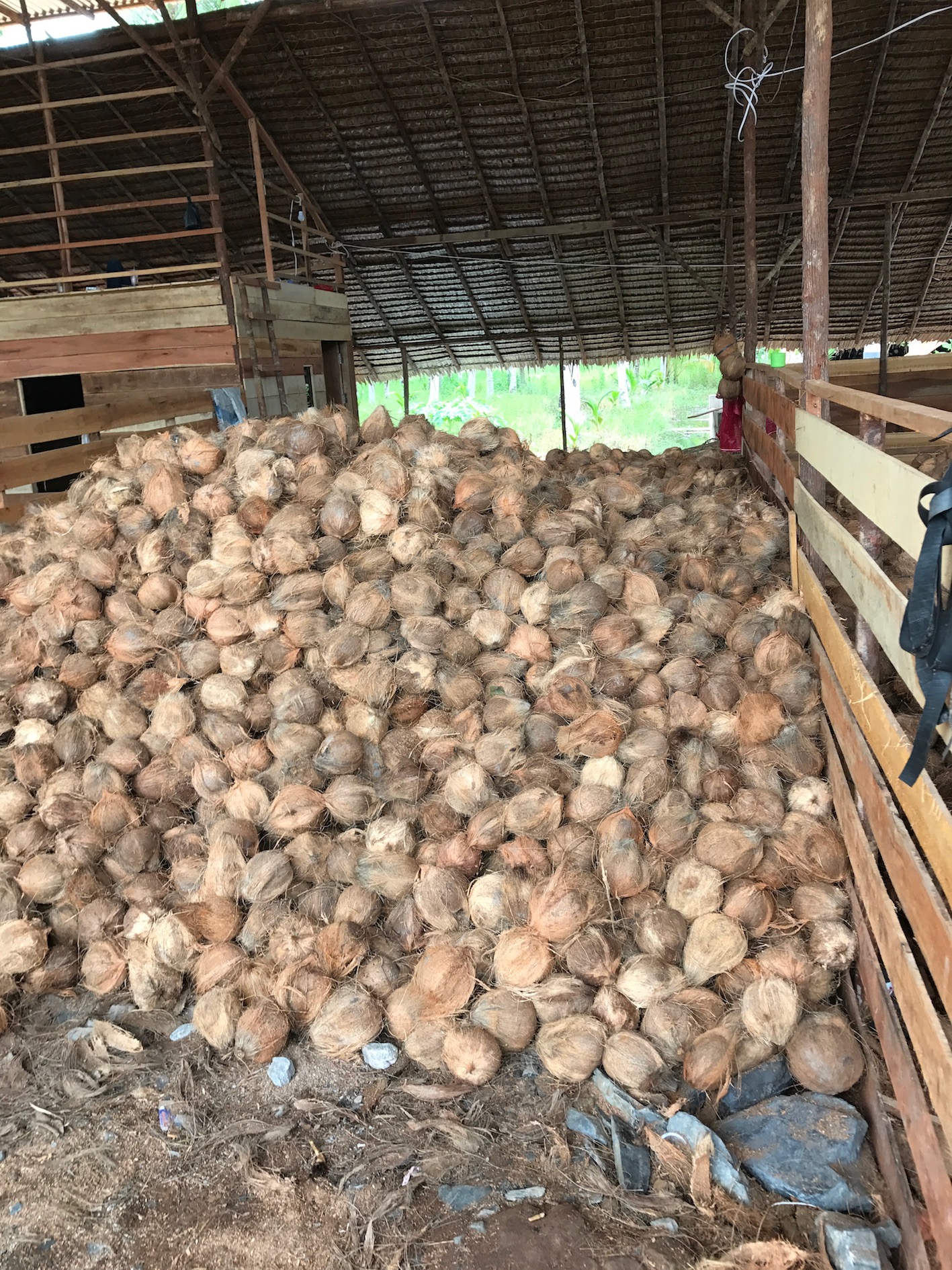 Dehusked Coconut | Asia Coconut Putra
