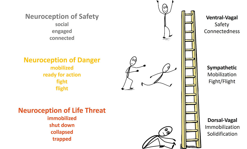 Understanding your nervous system using the Polyvagal Ladder