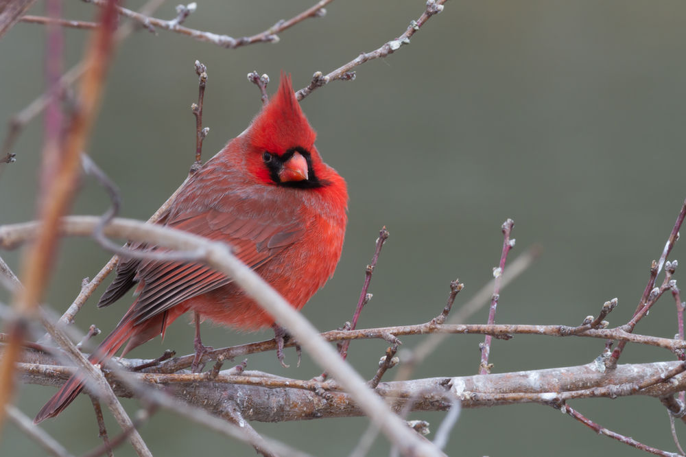 The Beginners Guide to Backyard Birding: Discover the facts on the Long ...
