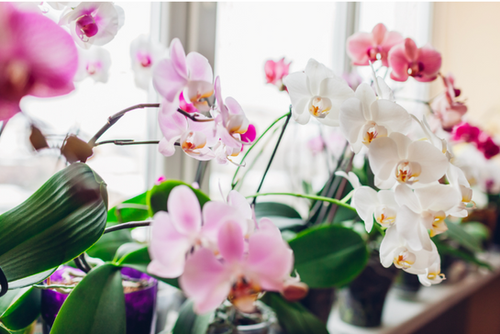 Orchid Plant | Sympathy Catalog