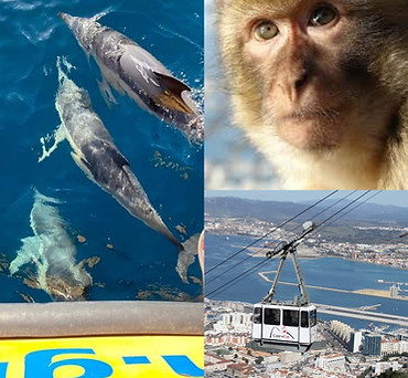 Dolphin Trips | Dolphin Adventure