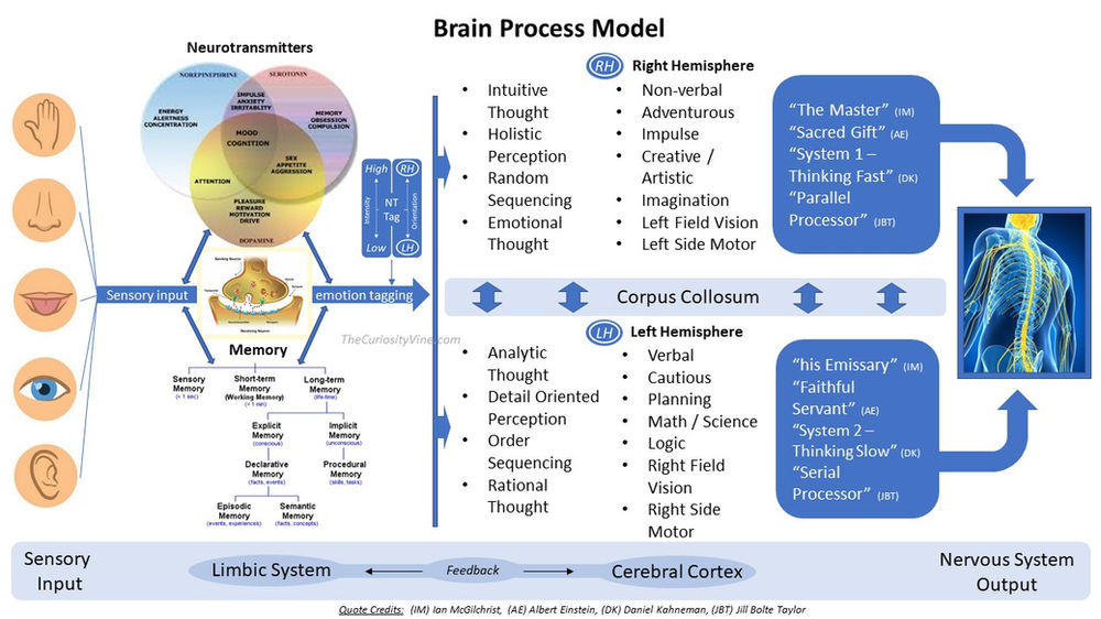 Our Brain Model