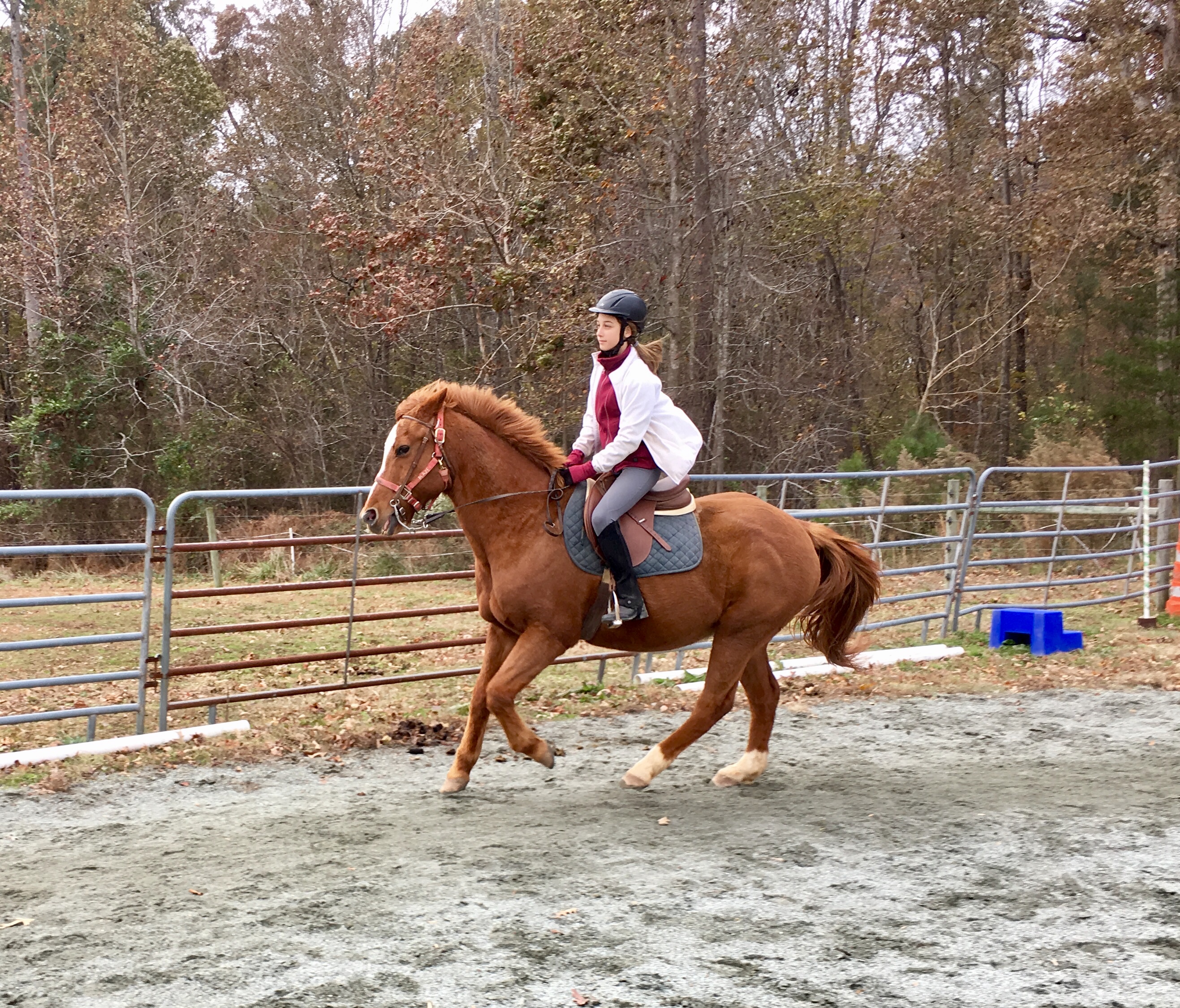 Chestnut Ridge| Horses| Efland, NC