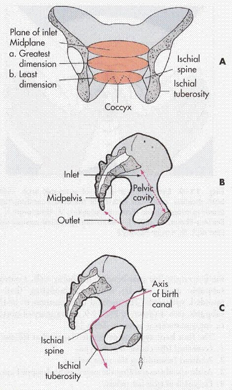 Pelvic Inlet