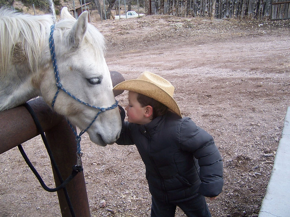 Spanish Barb Horse Association | spanish barb