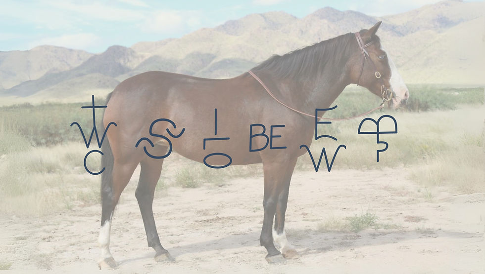 Spanish Barb Horse Association | spanish barb