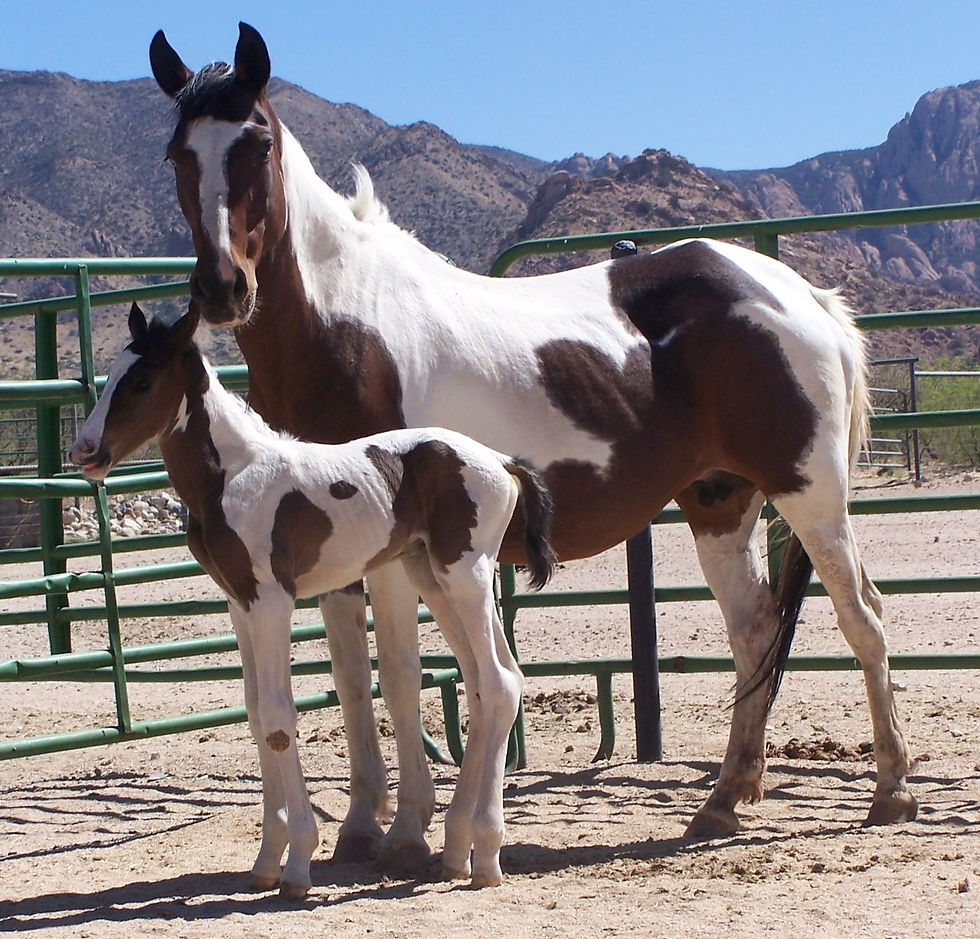 Spanish Barb Horse Association | spanish barb