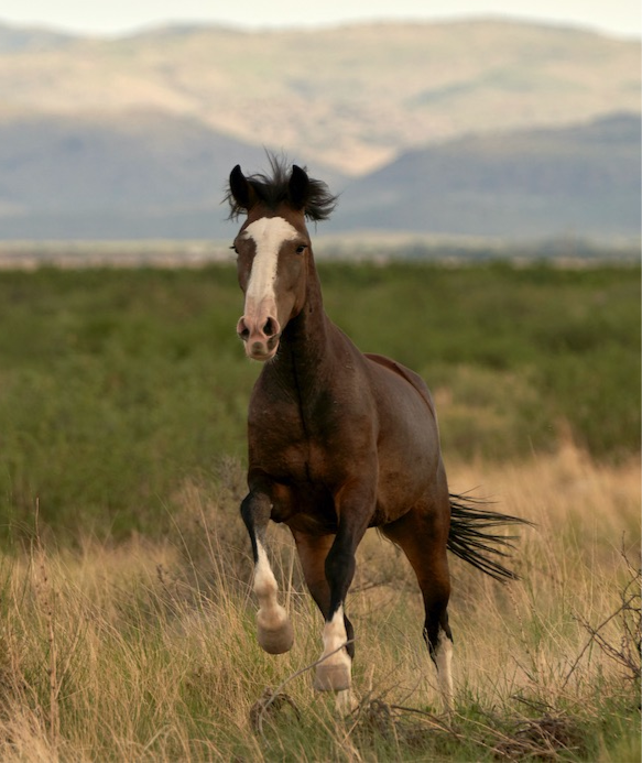 Spanish Barb Horse Association | spanish barb