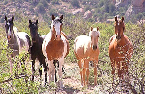 SPANISH BARB HISTORY | SBHA