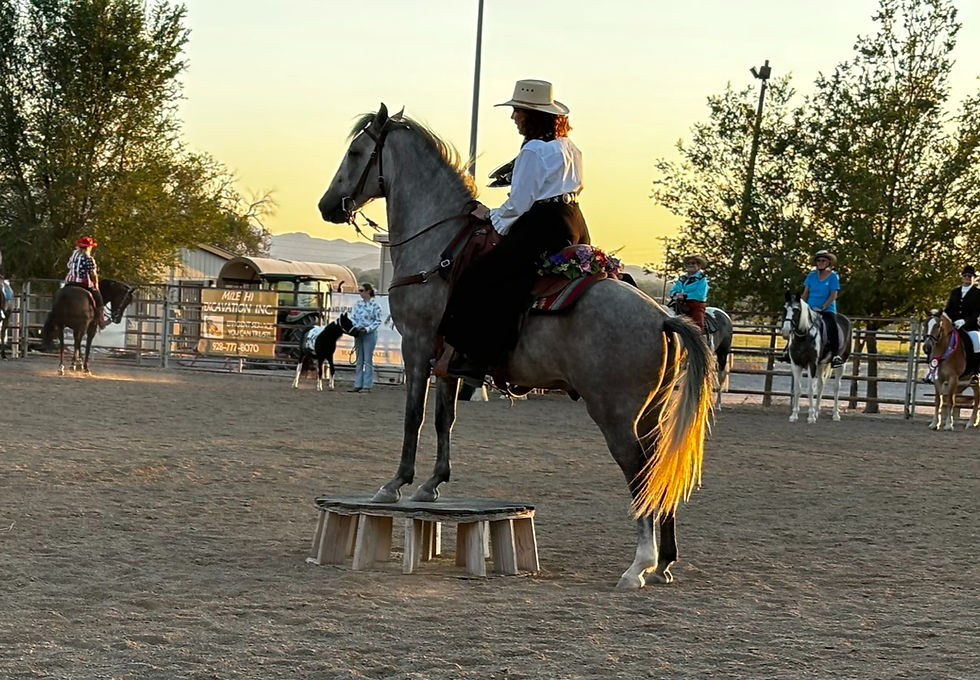 Spanish Barb Horse Association | spanish barb
