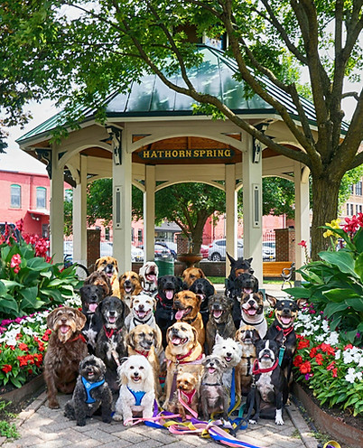 Pink Pup | Professional All-In-One Dog Services & Social Club in New York