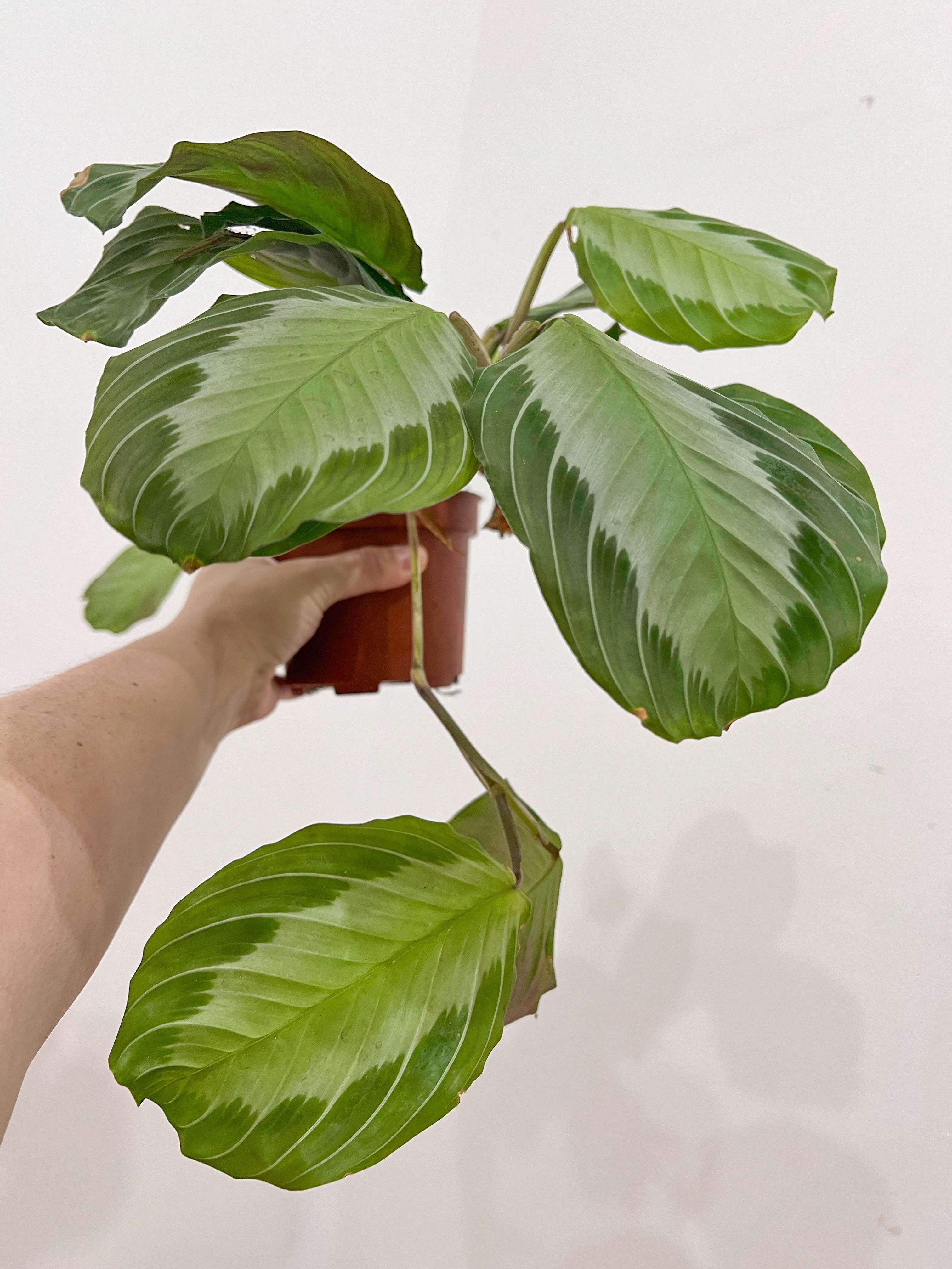 Maranta Silver Band | Cotton & Leaf