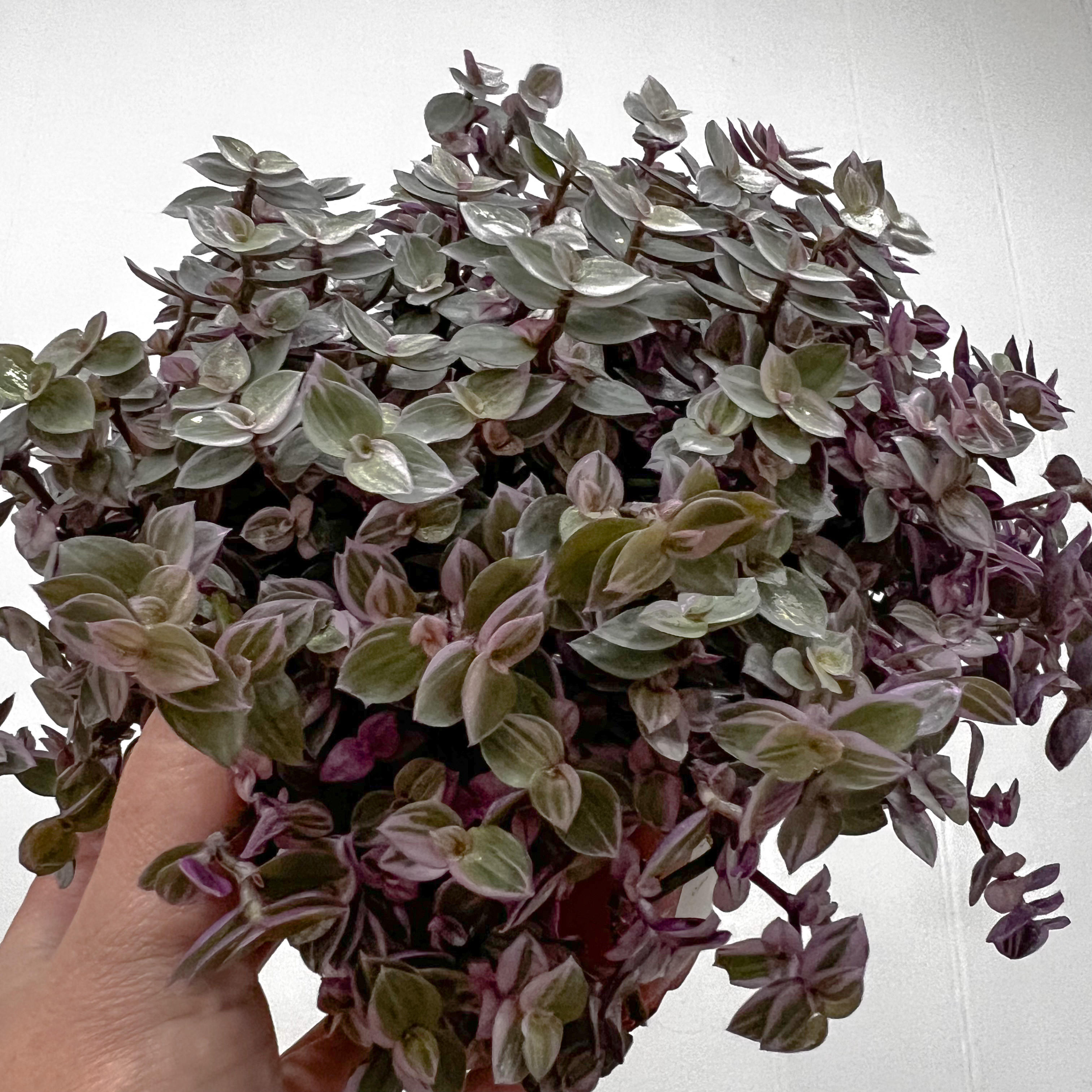 Callisia Repens Rosato | Cotton & Leaf