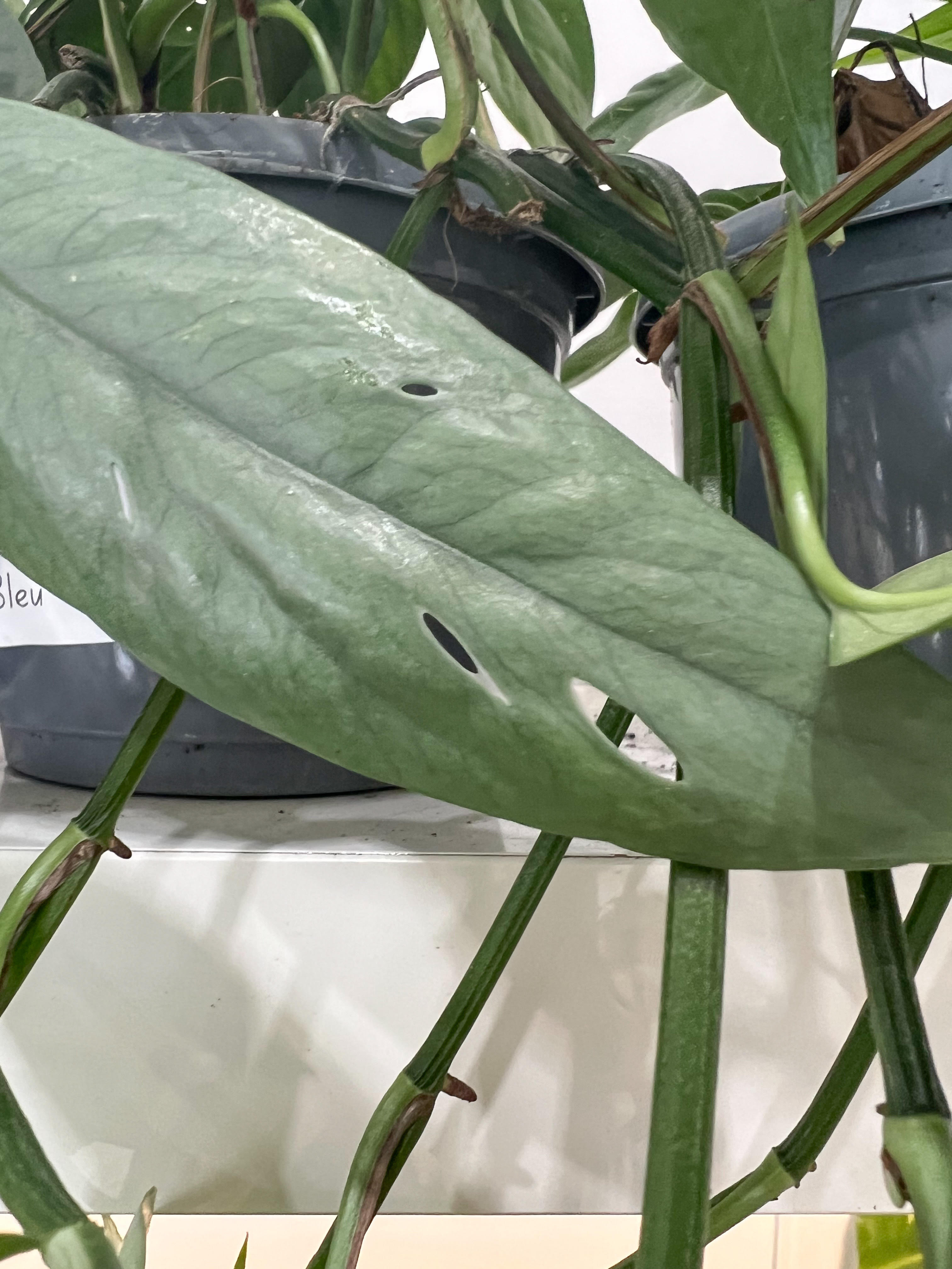 Pothos - Cebu Blue | Cotton & Leaf