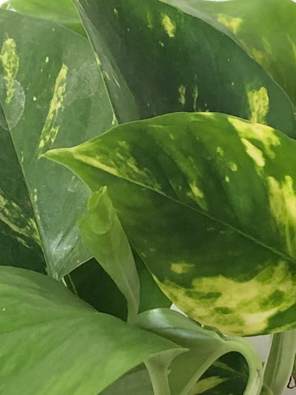 Golden Pothos | Cotton & Leaf