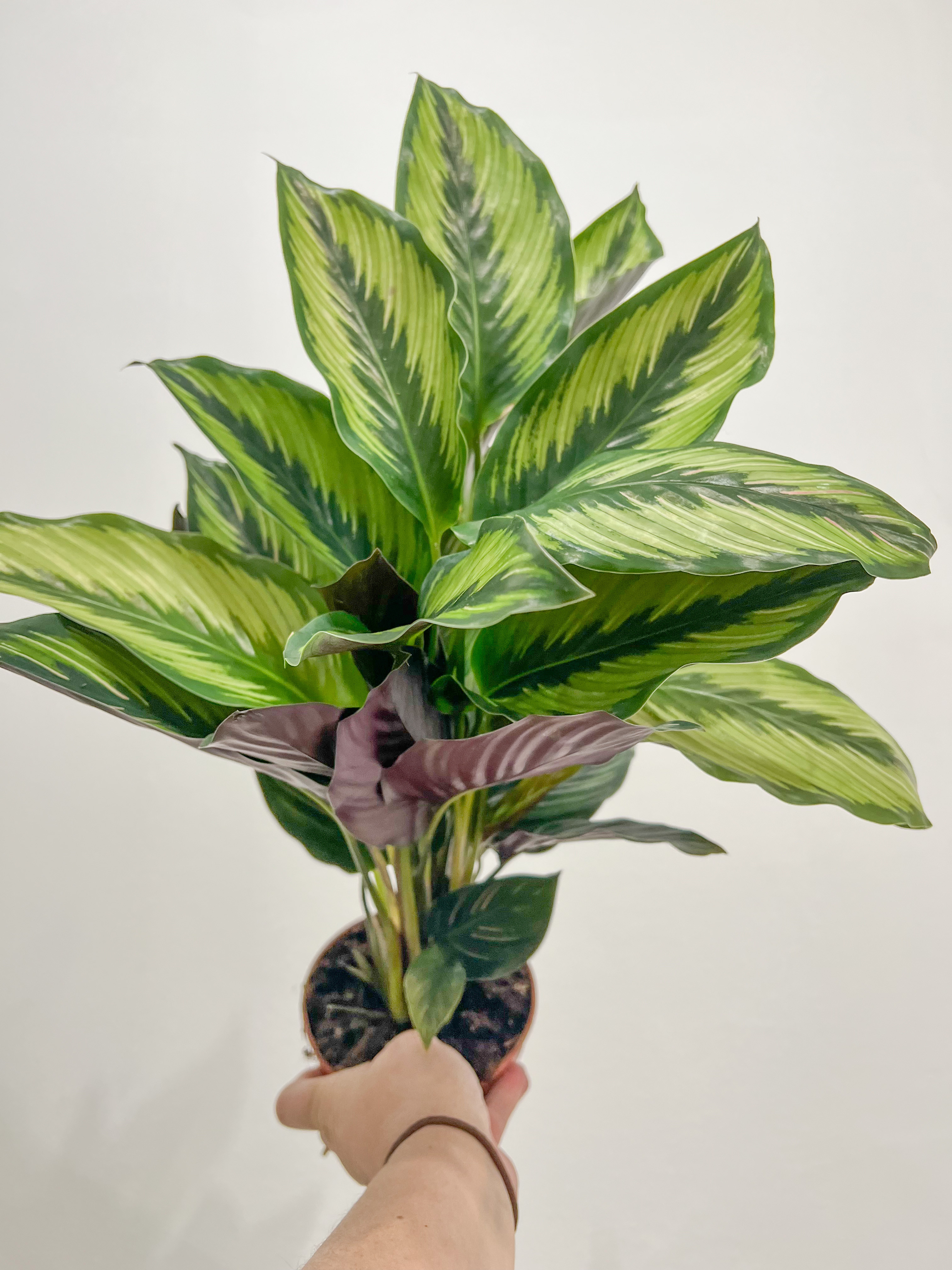 Calathea Beauty Star | Cotton & Leaf