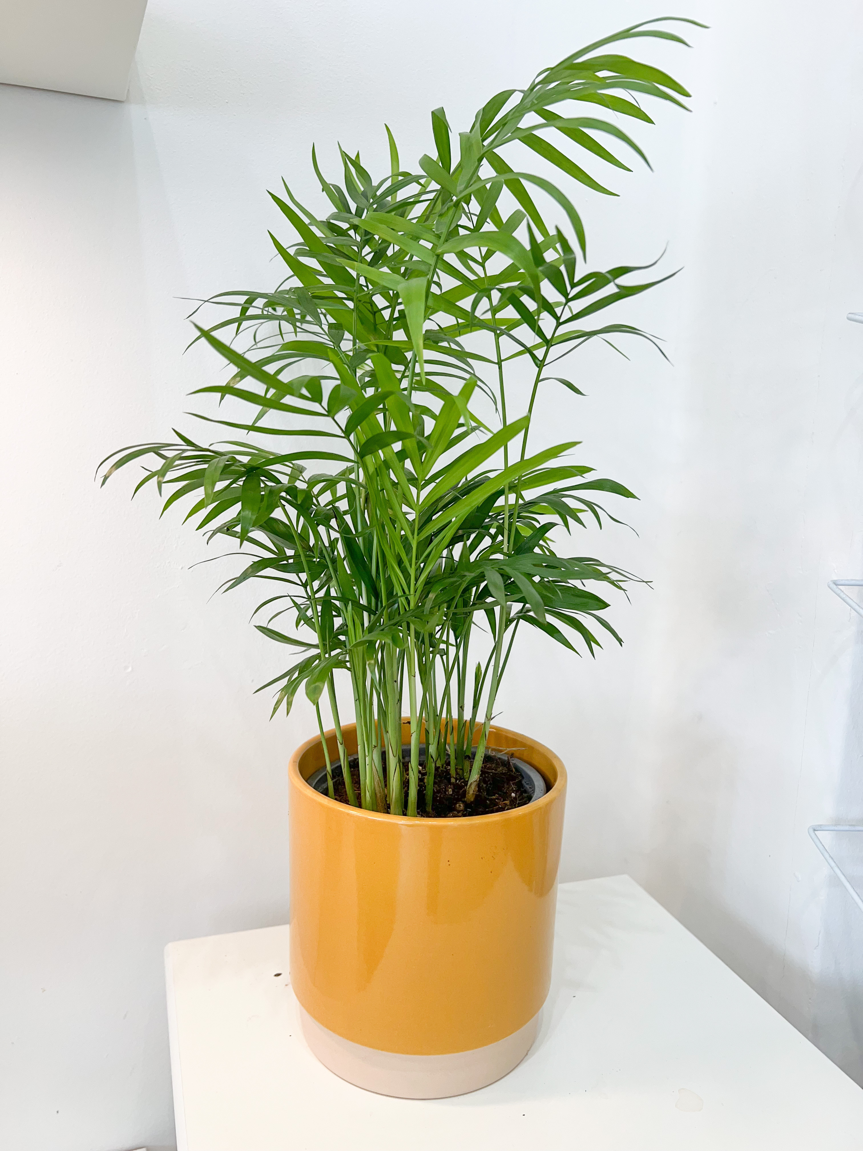 Parlour Palm | Cotton & Leaf