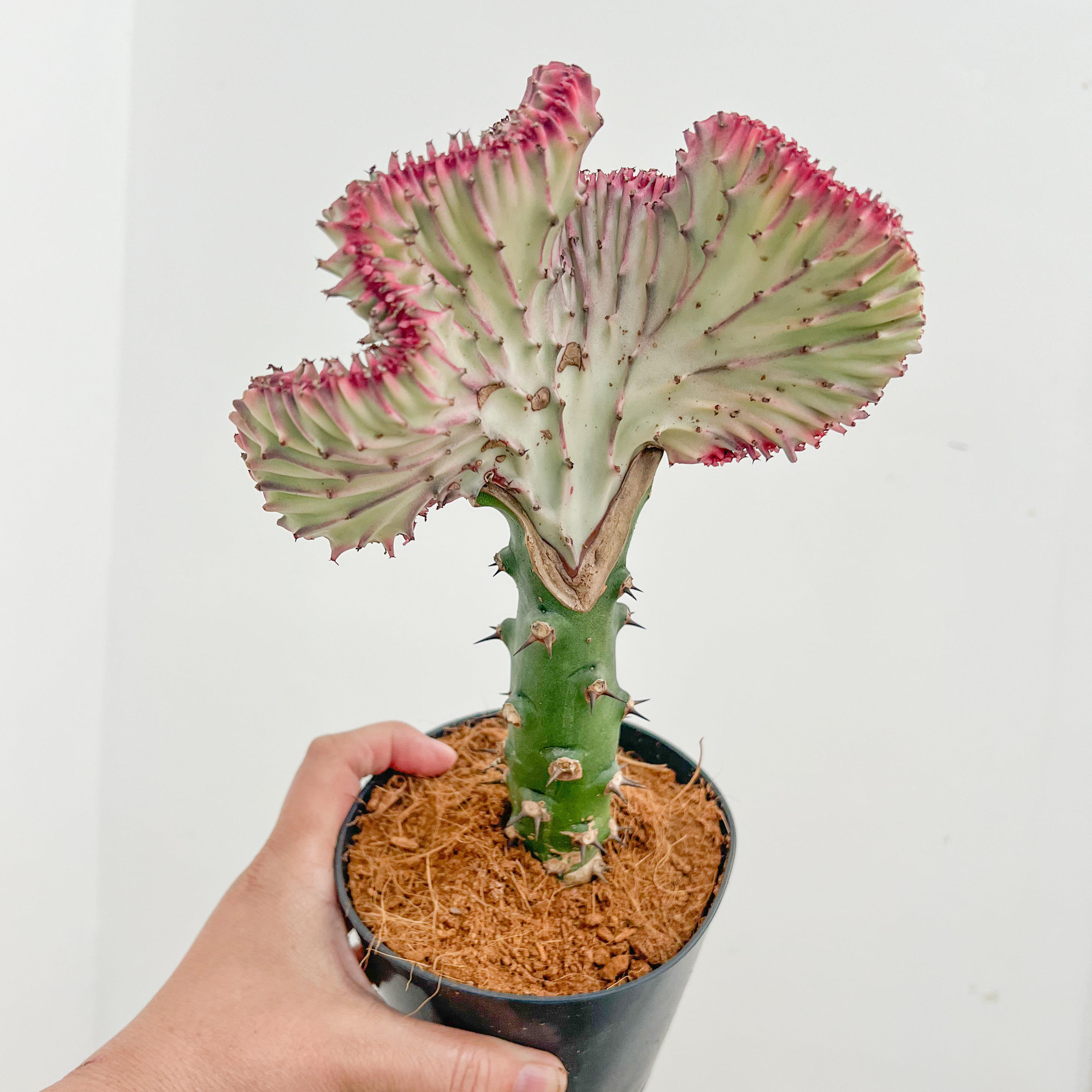 Mermaid Tail Cactus | Cotton & Leaf