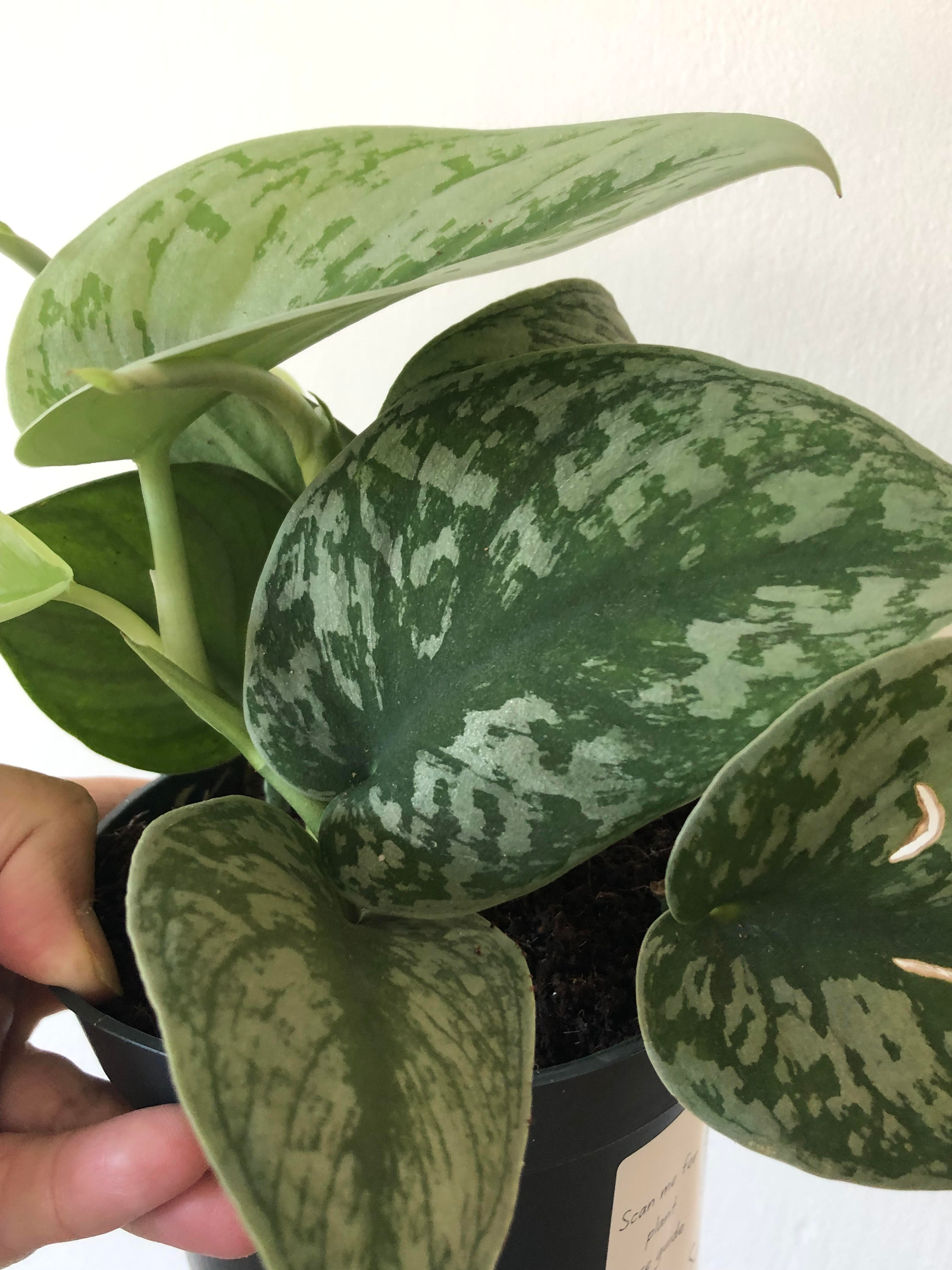 Satin Pothos | Cotton & Leaf