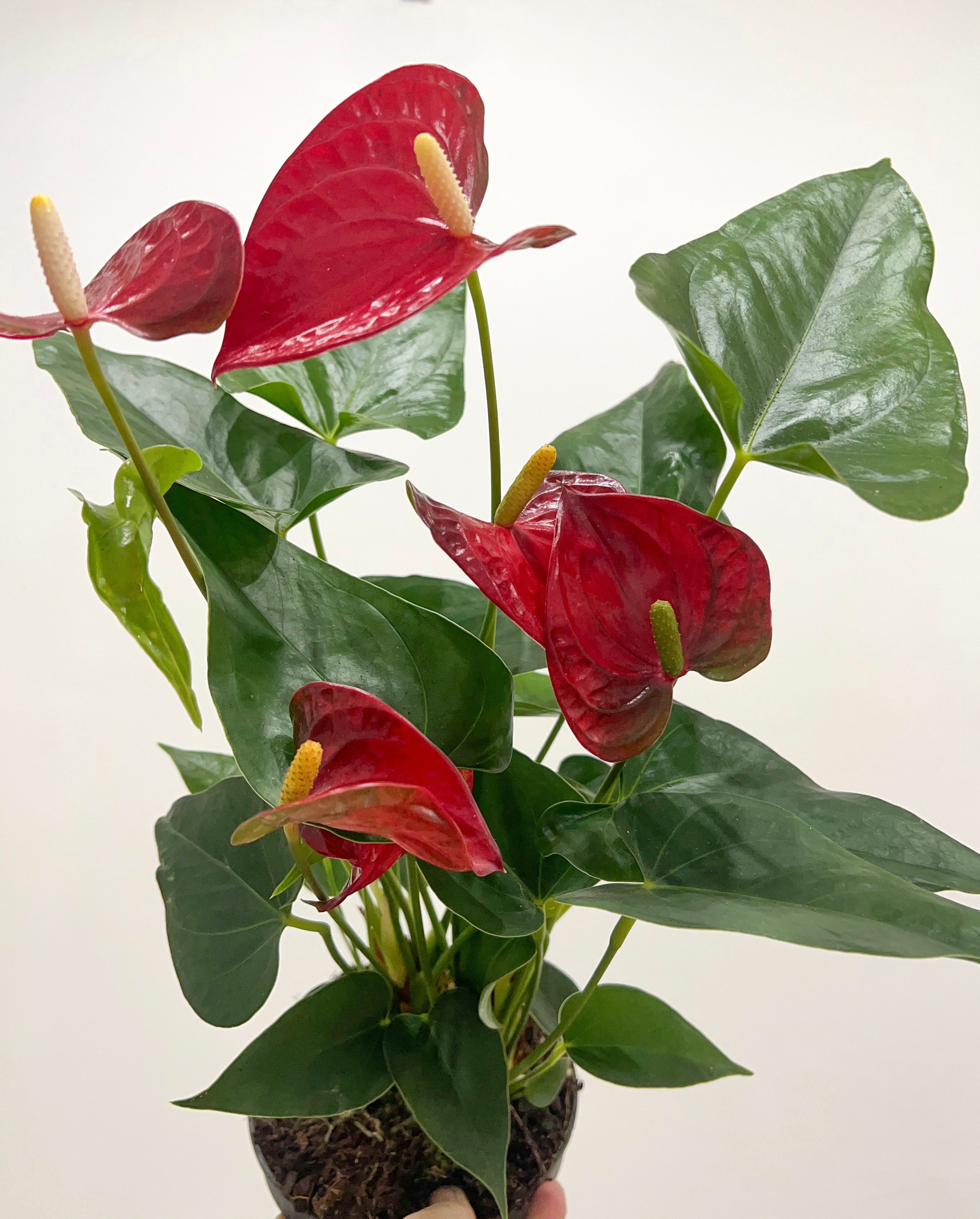 Anthurium | Cotton & Leaf
