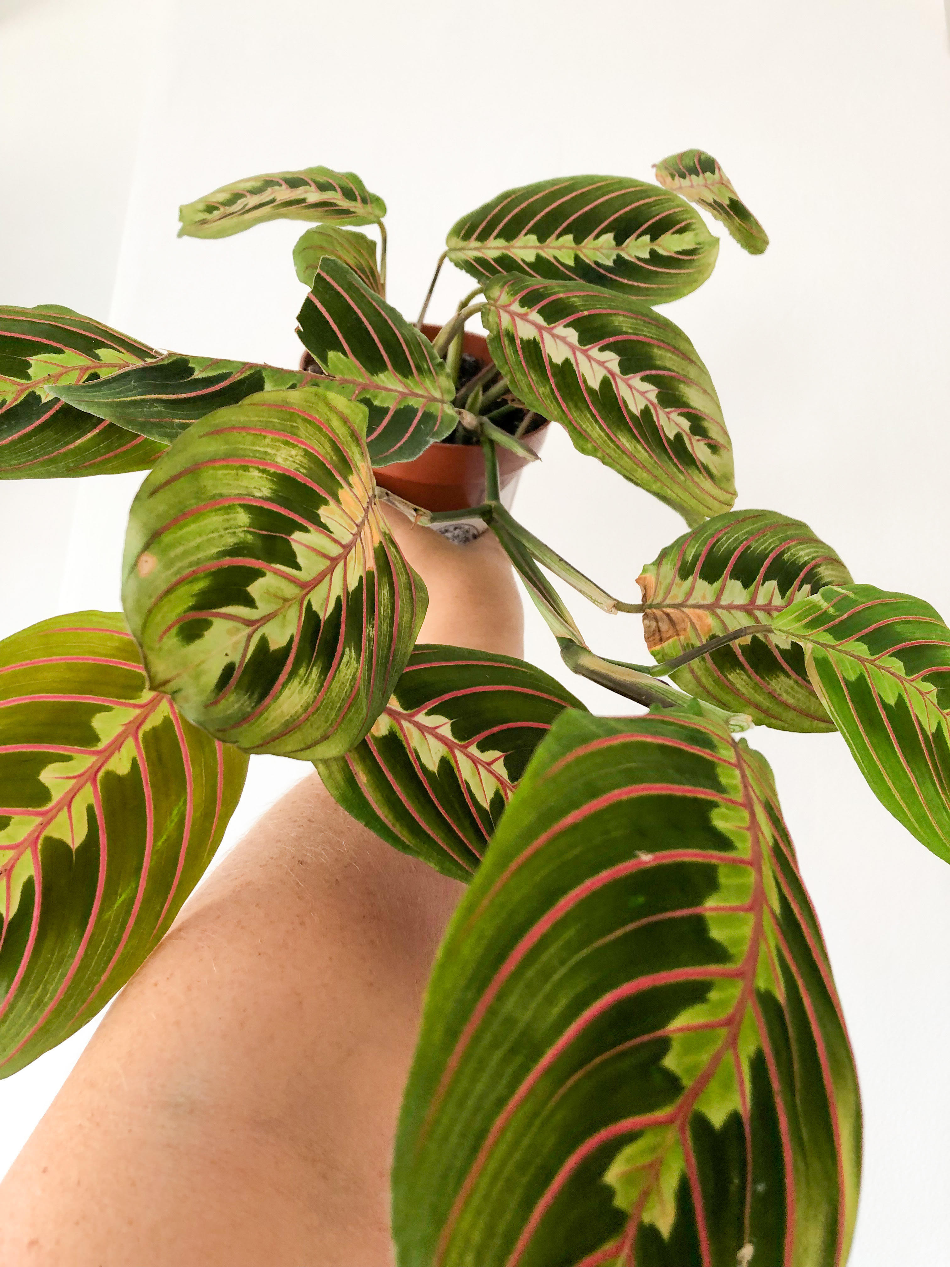 Maranta Fascinator | Cotton & Leaf