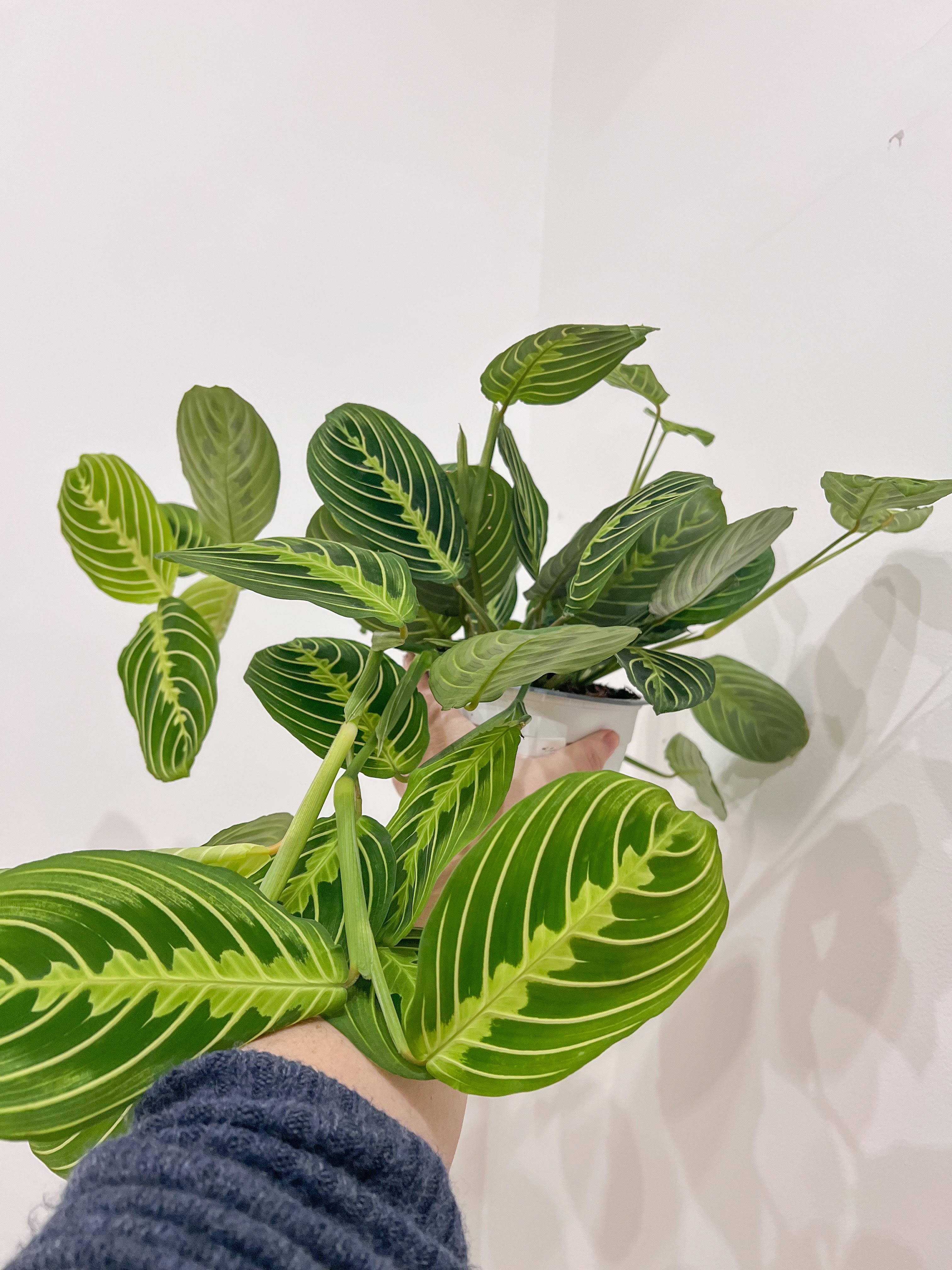 Maranta Lemon & Lime | Cotton & Leaf