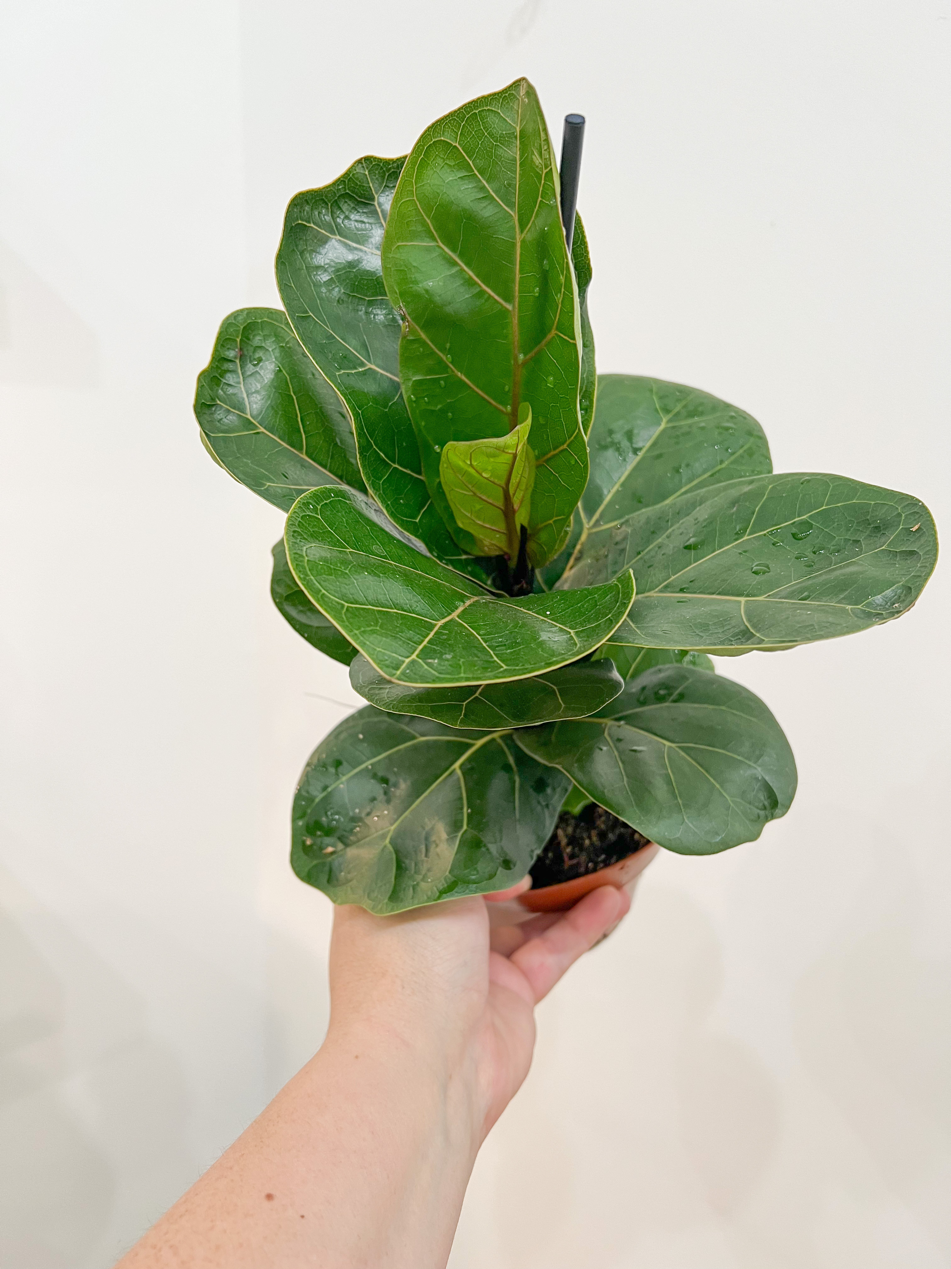 Ficus Lyrata Bambino | Cotton & Leaf