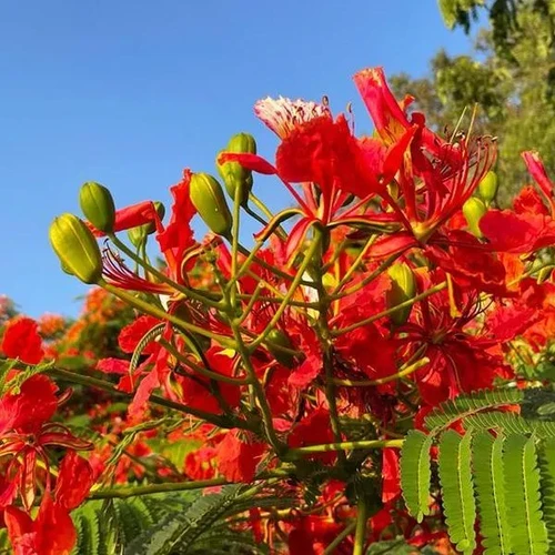 Delonix Regia | Royal Poinciana | Flamboyant | Flame Of The Forest ...