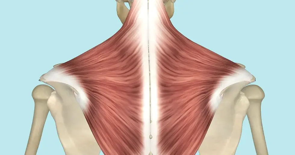 What is the trapezius muscle and how it can enhance and strengthen your ...
