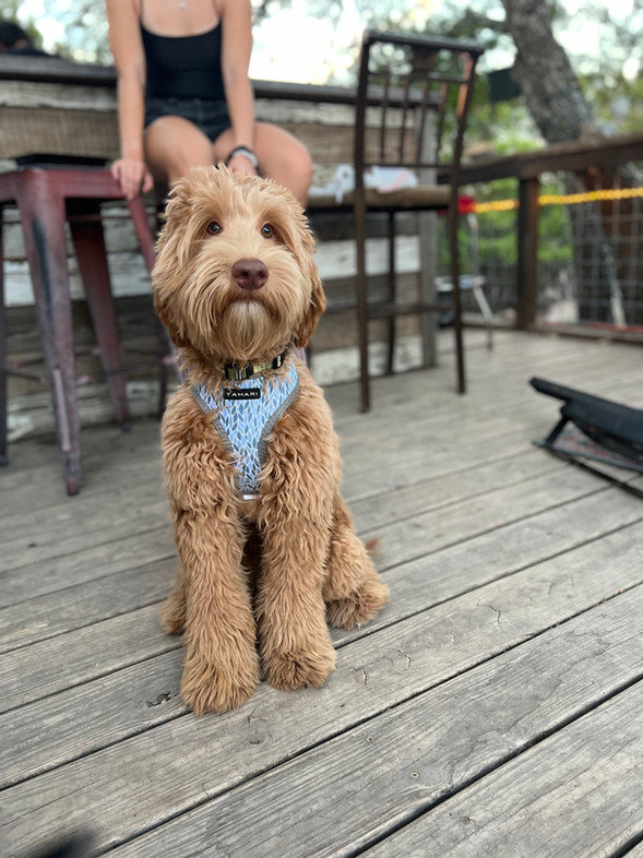 Caring for Australian Labradoodles in Texas: A Complete Guide | Lantana ...