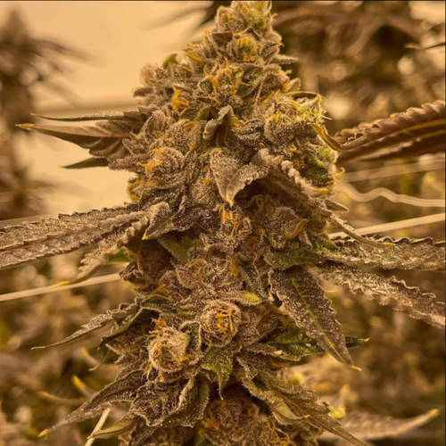 Steckling : Studio 54 - Deep East x Doja (Clone Only, Exclusive Cut ...