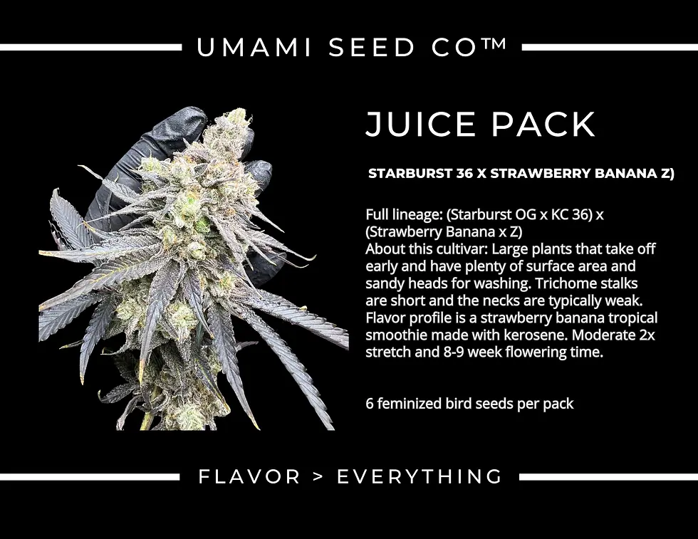 Juice Pack von Umami Seed Co x DNA Genetics | Feminized Seeds