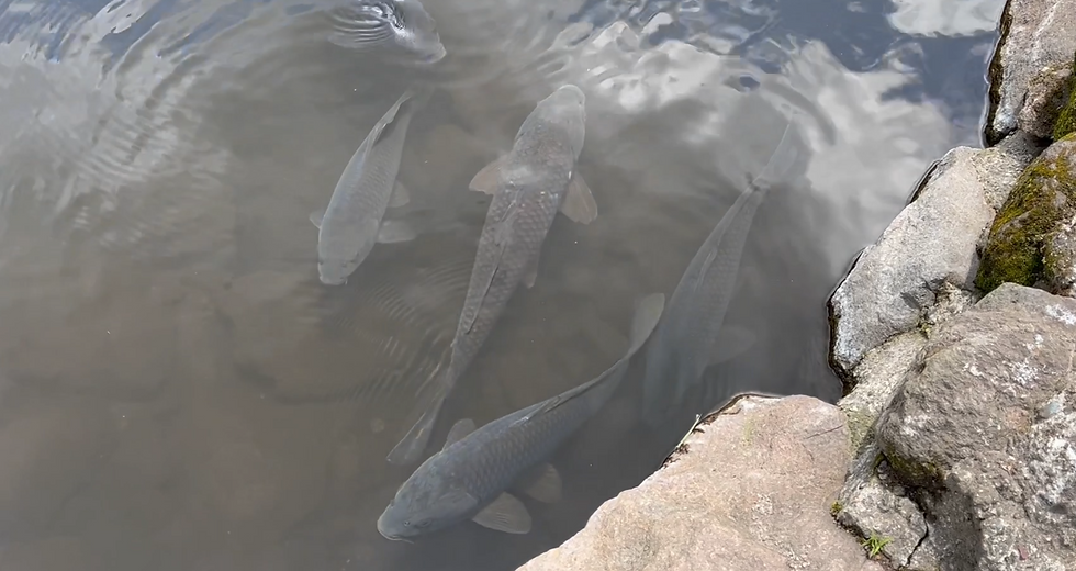 Stroll around Kinrin Lake of Yufuin