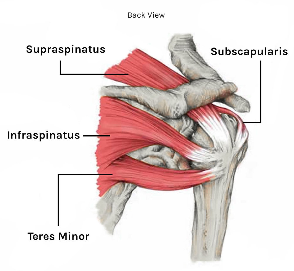 Understanding Shoulder Pain
