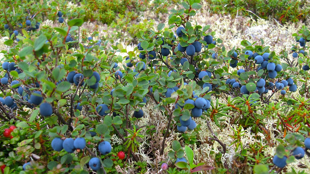 Blueberries of South-central Alaska