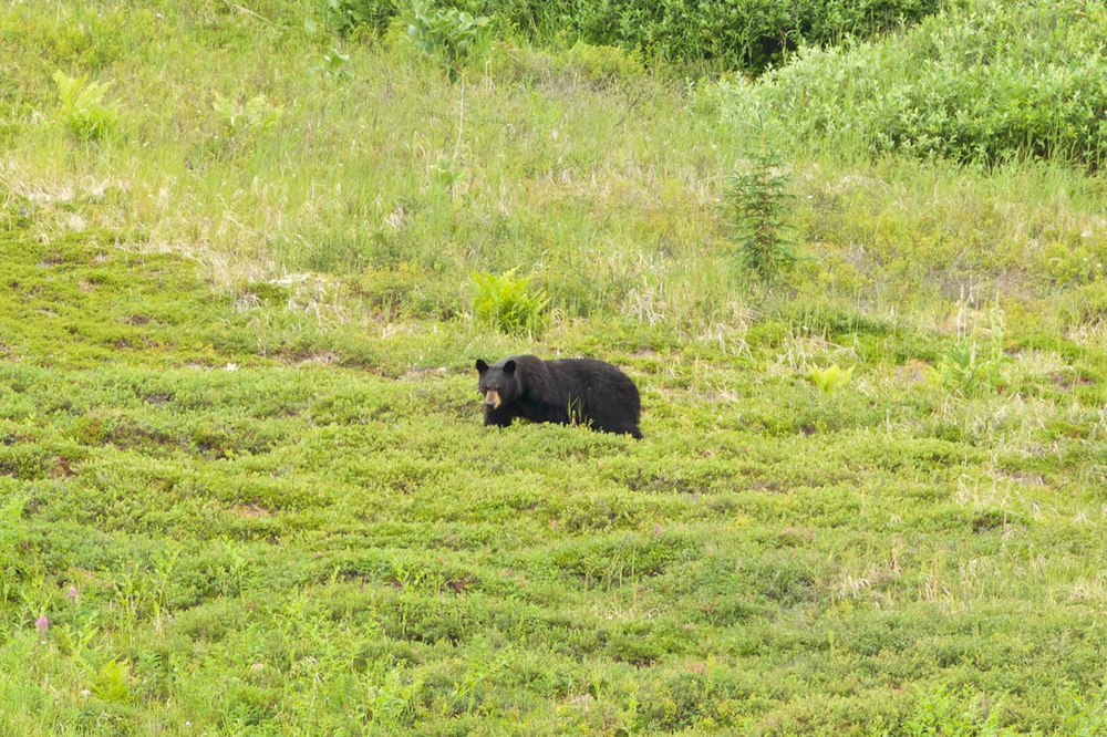 Alaska's Black Bear & Blueberries