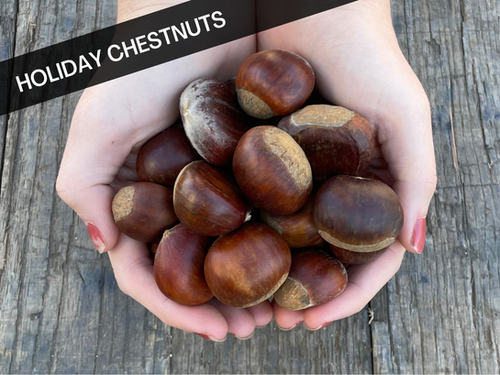 LARGE/XL Holiday Chestnuts (1" to 1-1/8"+) | Valley Chestnuts